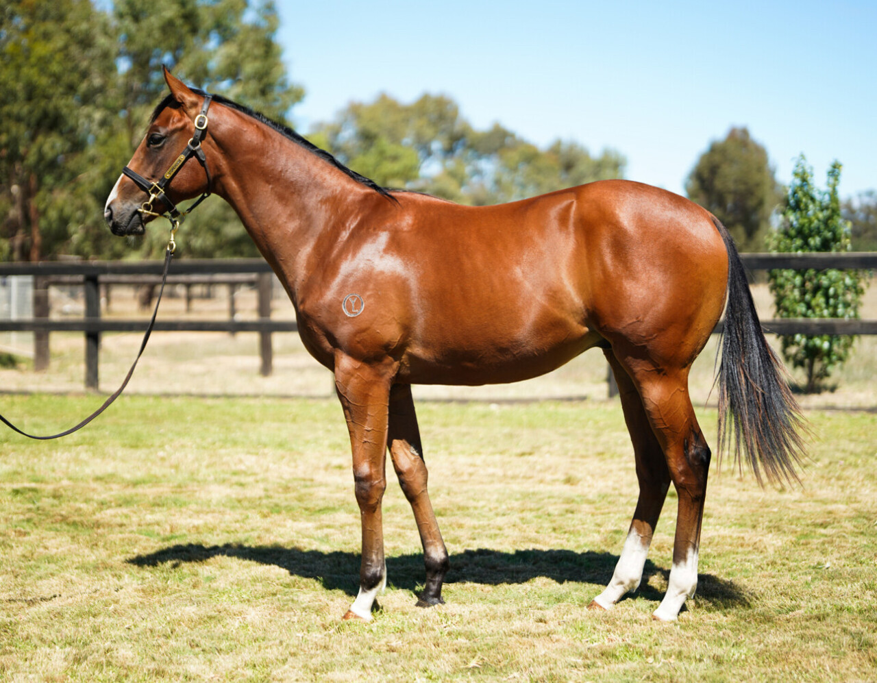 Un-named (Harry Angel - Ludicrous Mode) - Kelly Schweida Racing